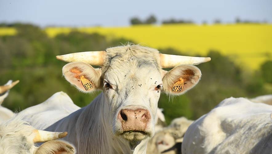 What if, thanks to Sanders, livestock farms could reduce their carbon ...